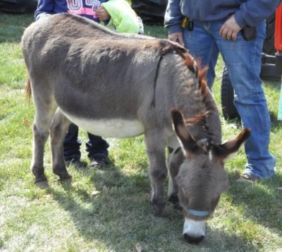 Understanding Jesus' Entrance Into Jerusalem|Defending The Lord